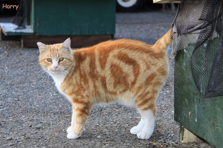 Meet the Cats – Campus Cat Coalition, Inc.